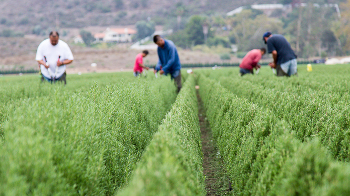 The Pinery | The Pinery