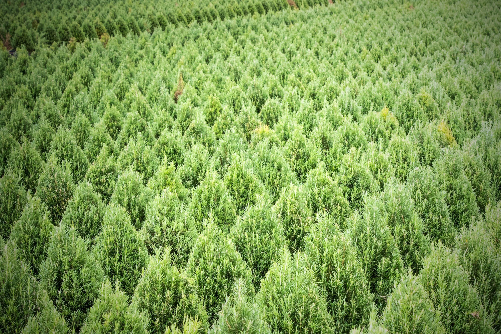 The Pinery | About us