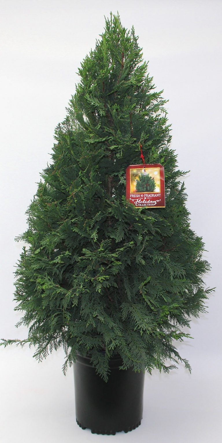 The Pinery | Holiday Collection