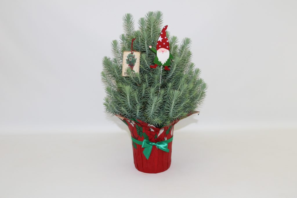 The Pinery | Italian Stone Pine