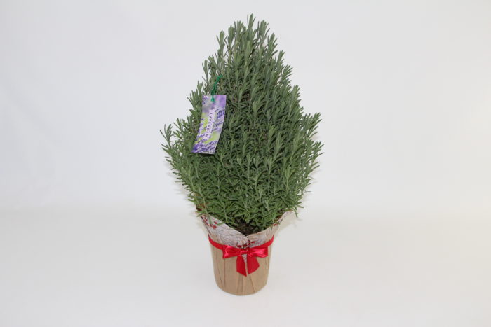 The Pinery | Spanish Anouk Lavender