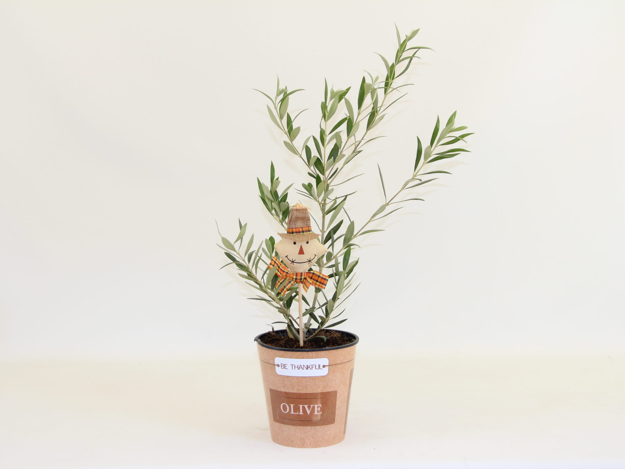 The Pinery | Mission Olive